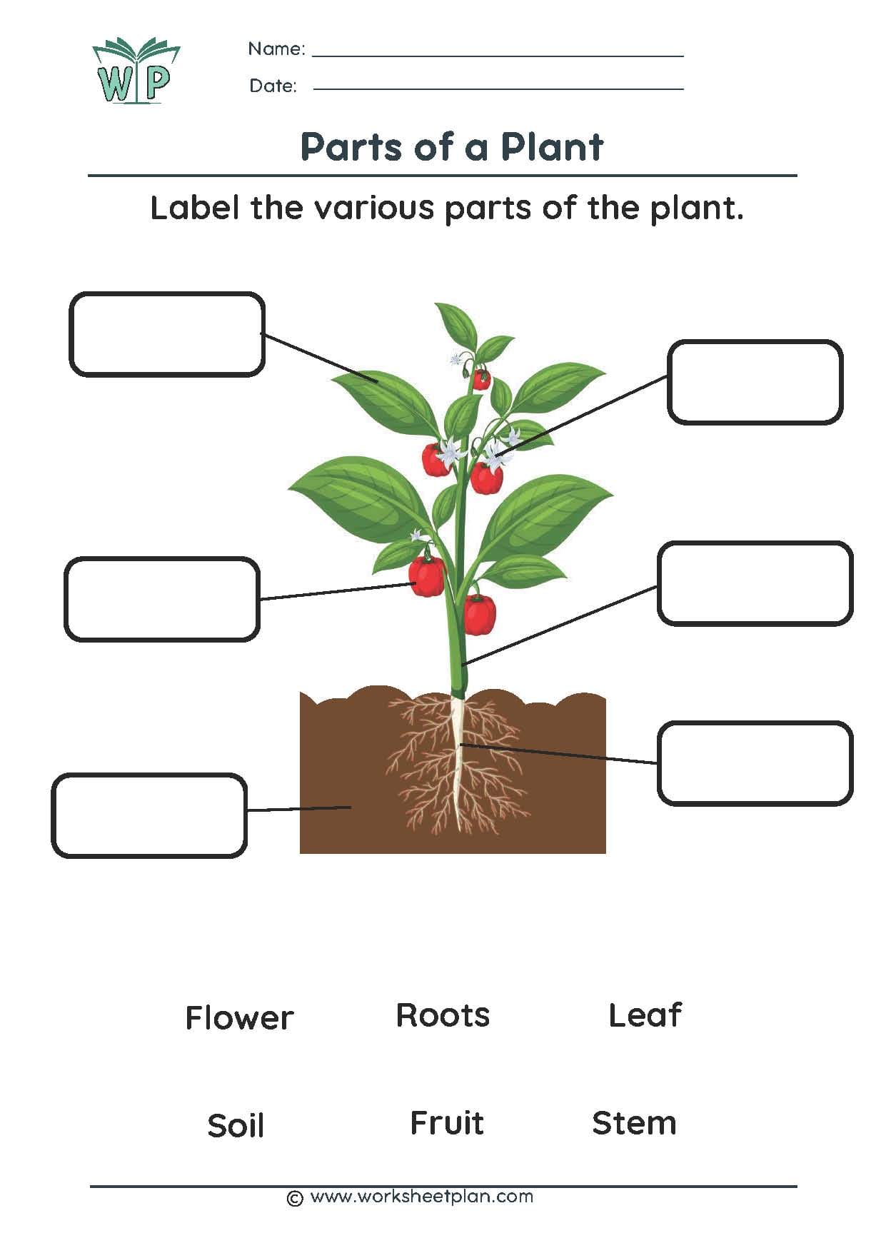 Plant Parts » Worksheet Plan