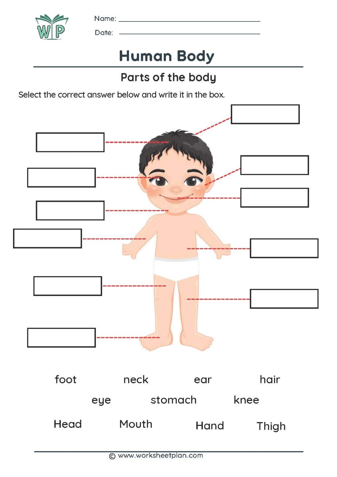 Body Parts » Worksheet Plan