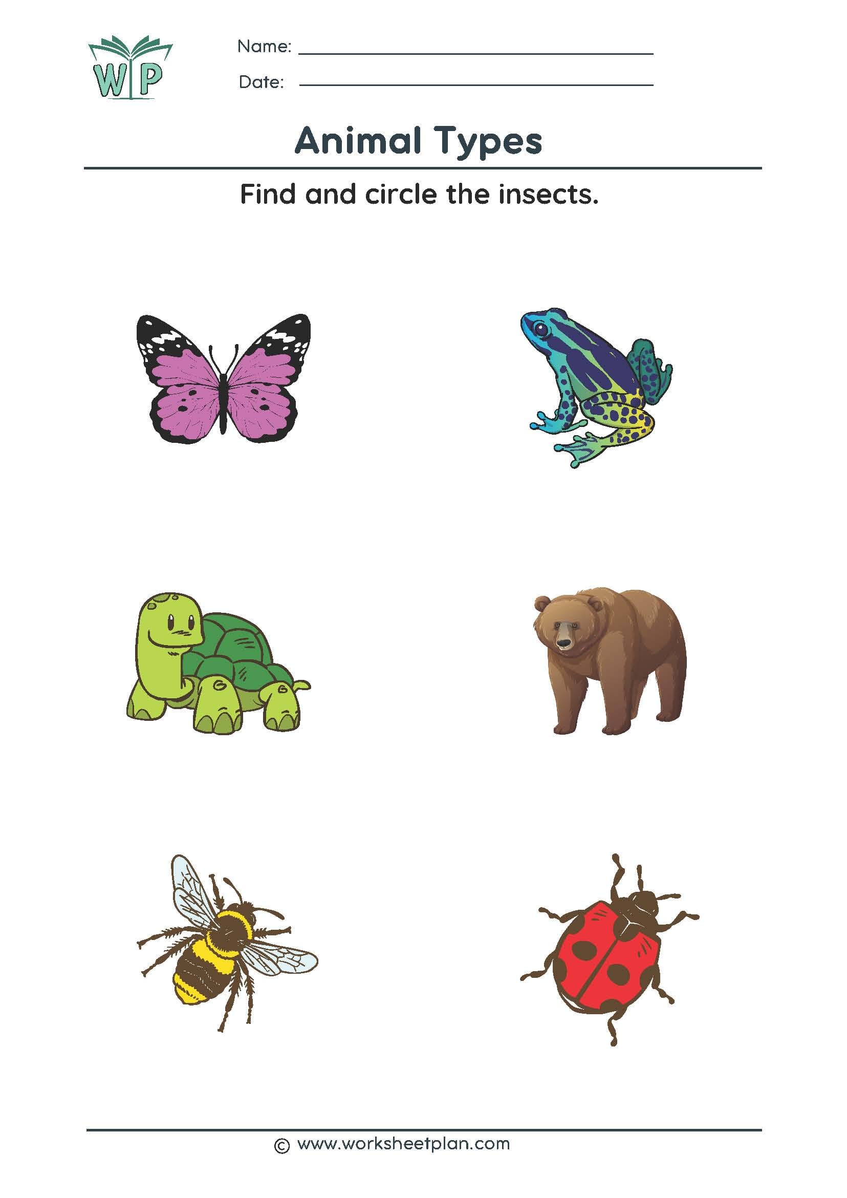 Animal Types » Worksheet Plan